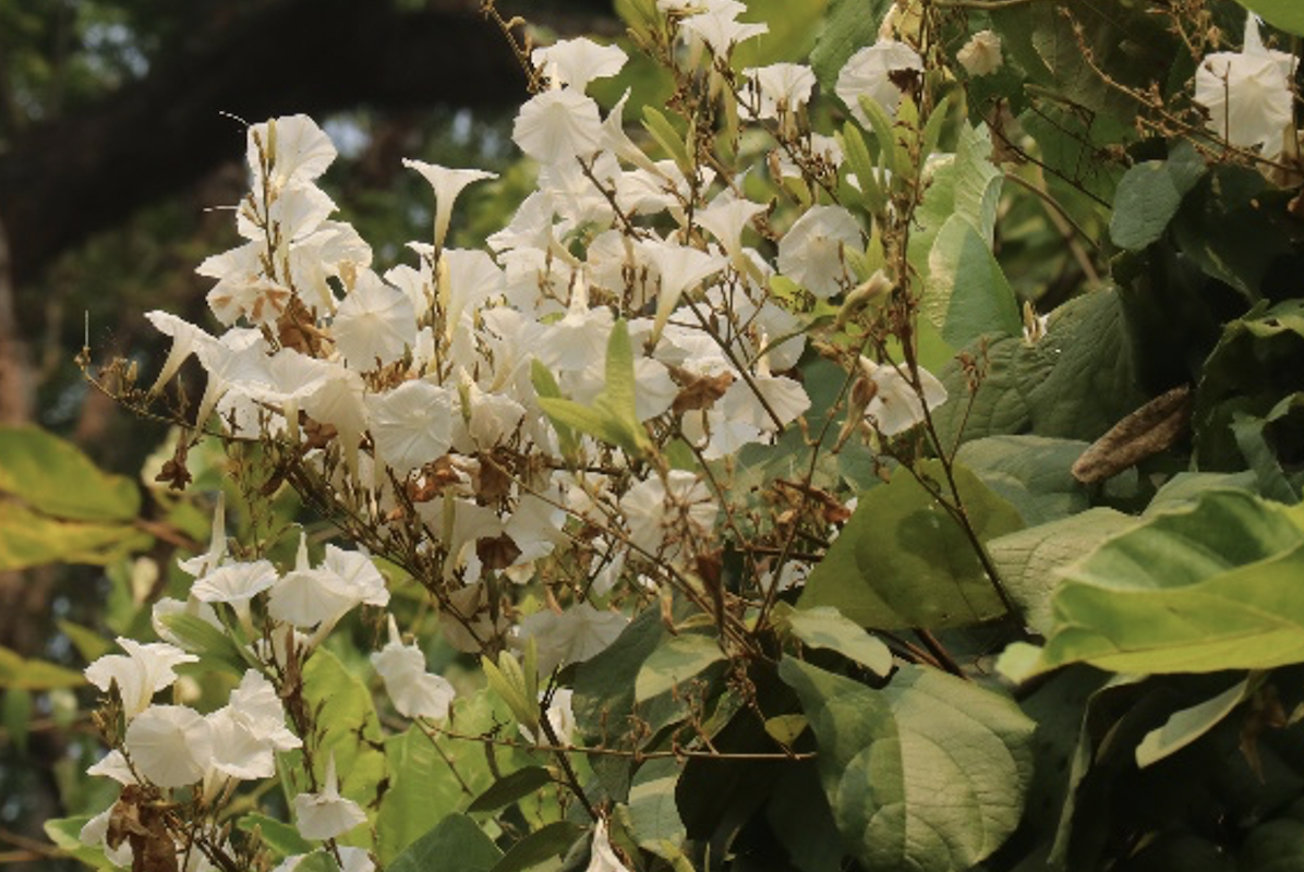 ลดาดง Tridynamia megalantha (Merr.) Staples – Mahidol University