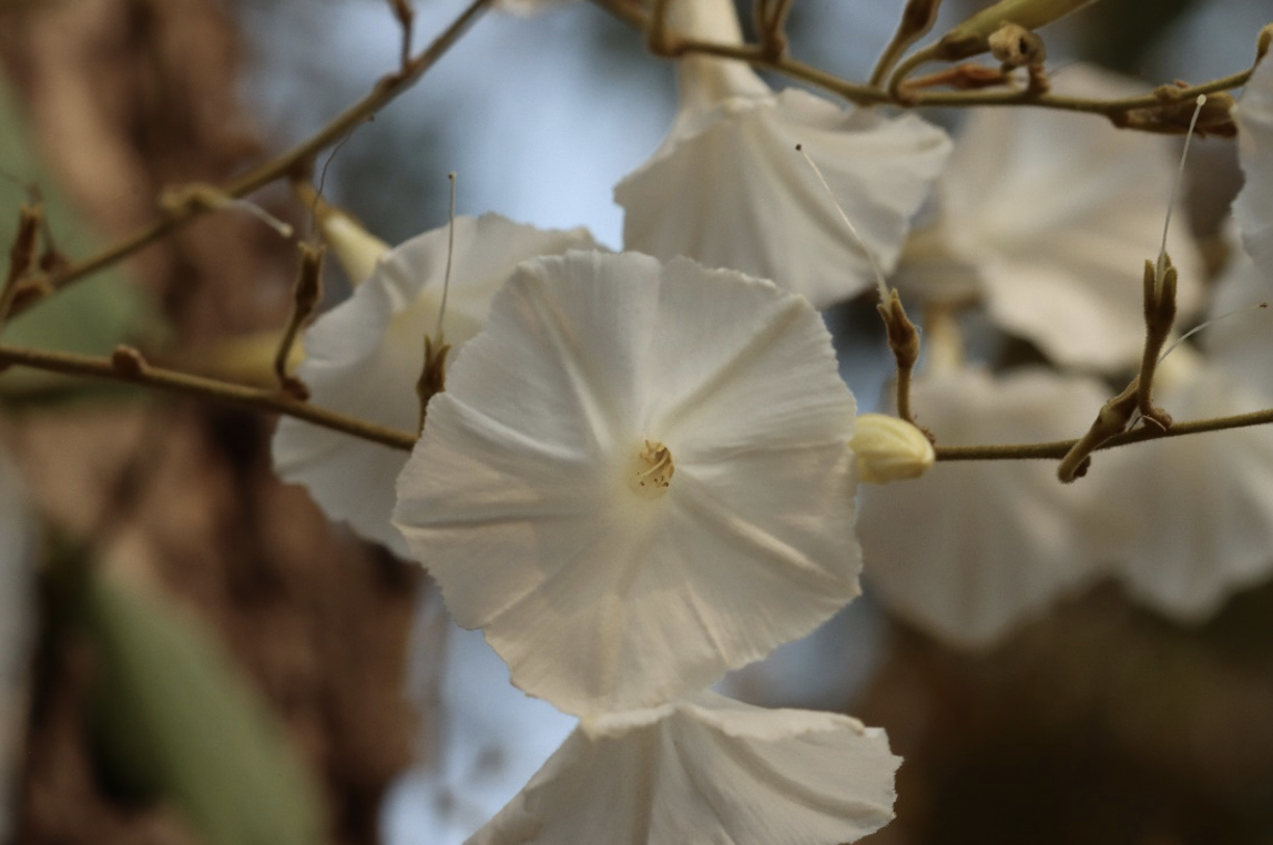 ลดาดง Tridynamia megalantha (Merr.) Staples – Mahidol University